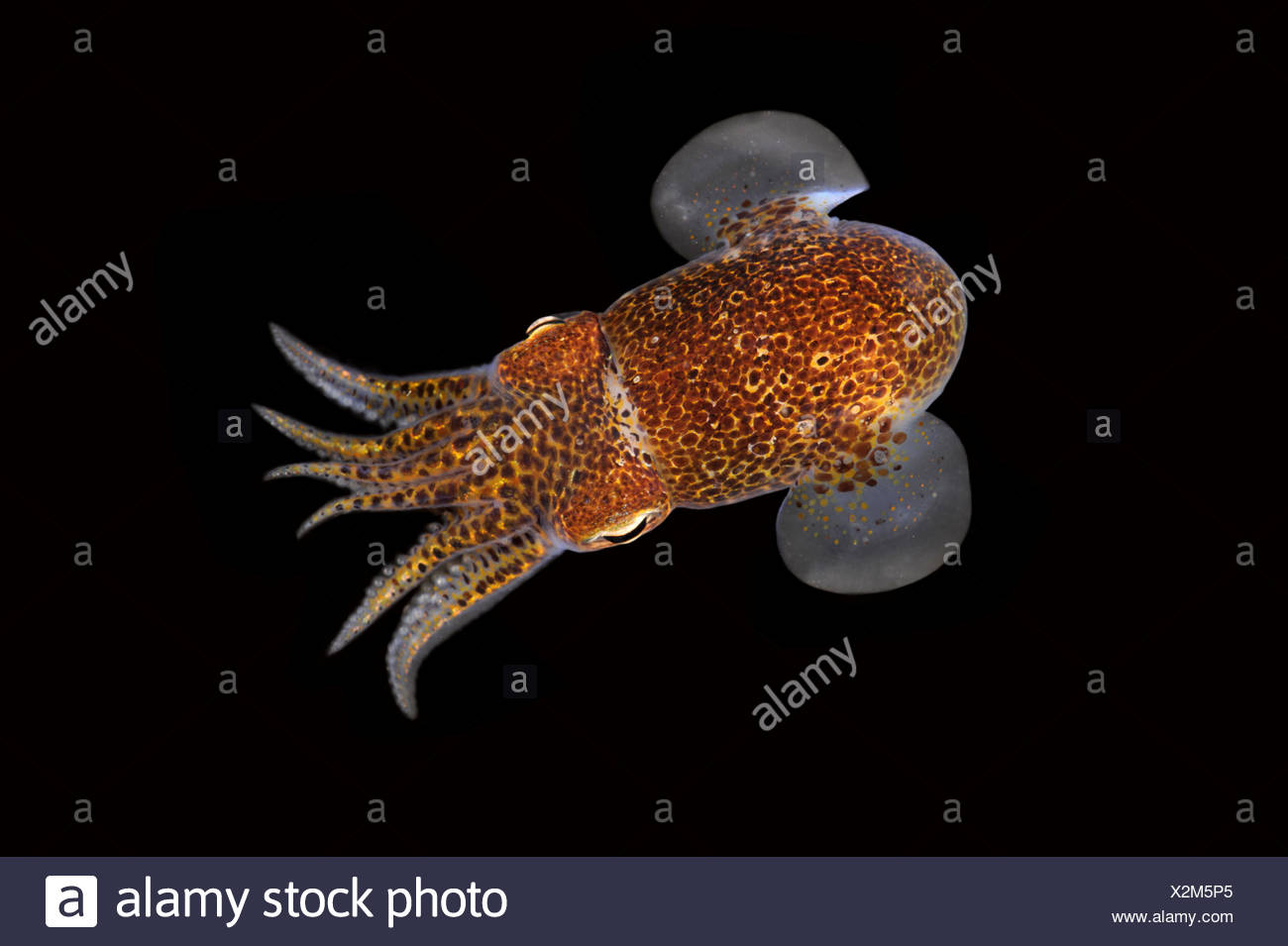 Sepiola High Resolution Stock Photography and Images - Alamy