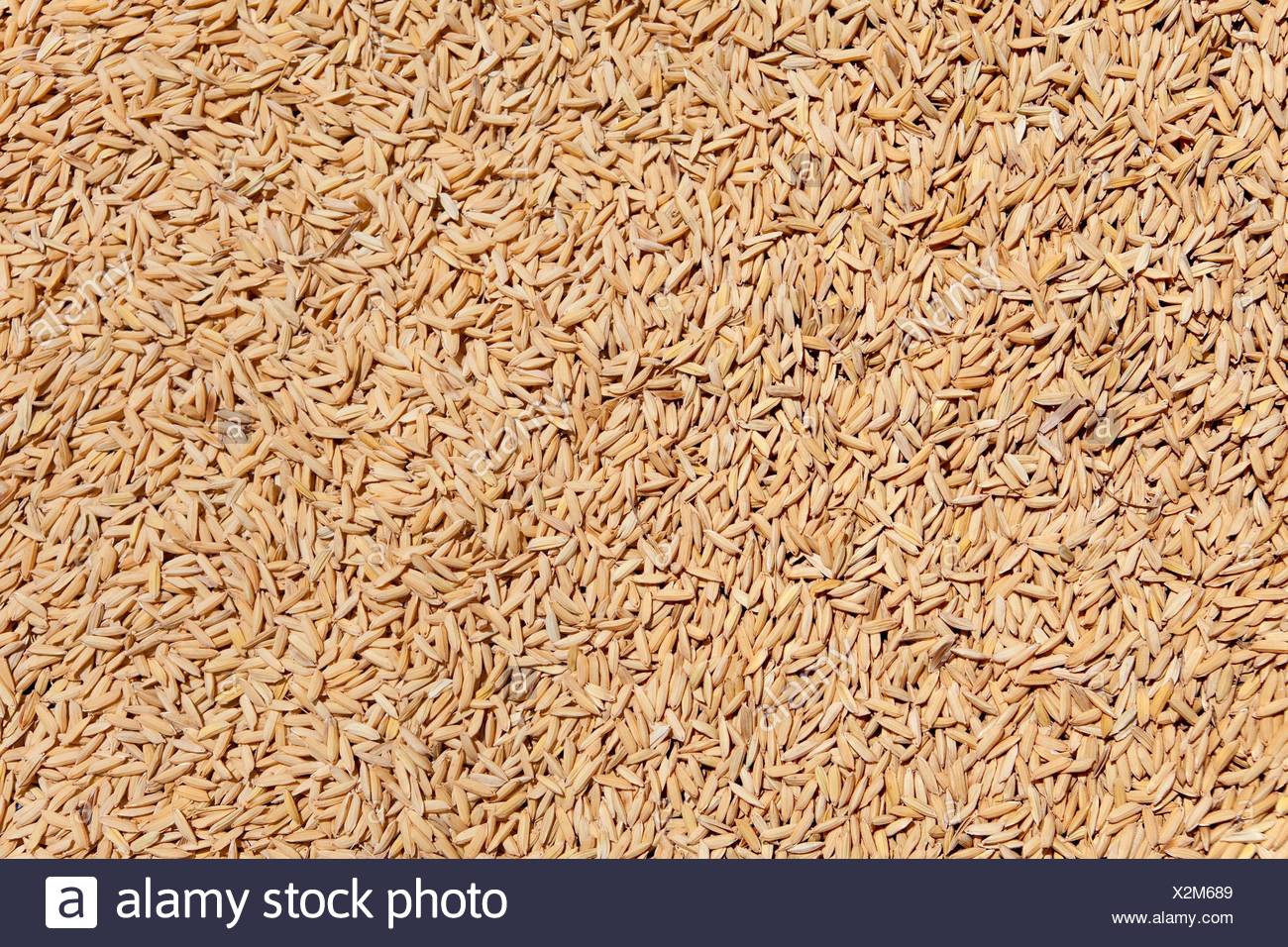 Rice Drying Stock Photos & Rice Drying Stock Images - Alamy