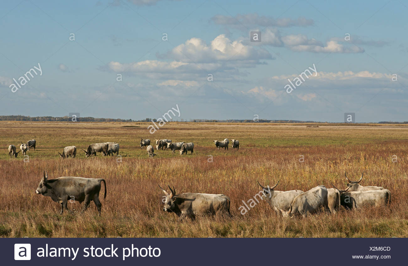 Hungarian Cow Breed High Resolution Stock Photography and Images - Alamy