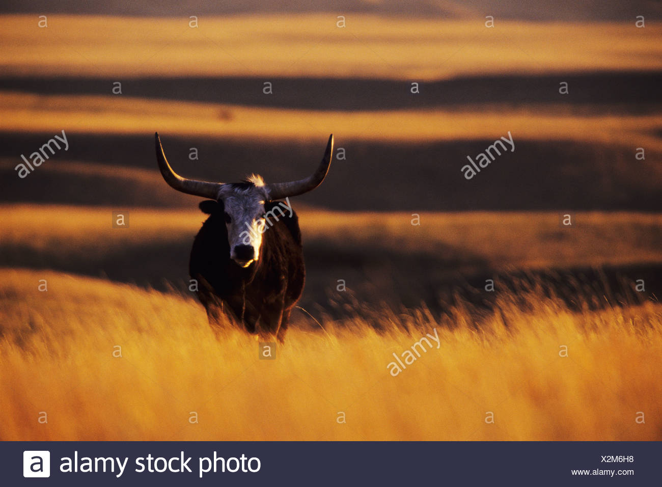 Longhorn Steer High Resolution Stock Photography and Images - Alamy