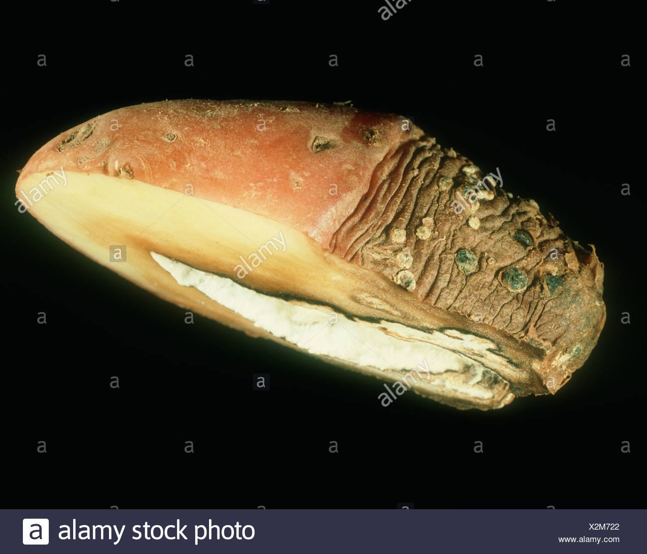 Dry Rot Fungus High Resolution Stock Photography and Images - Alamy