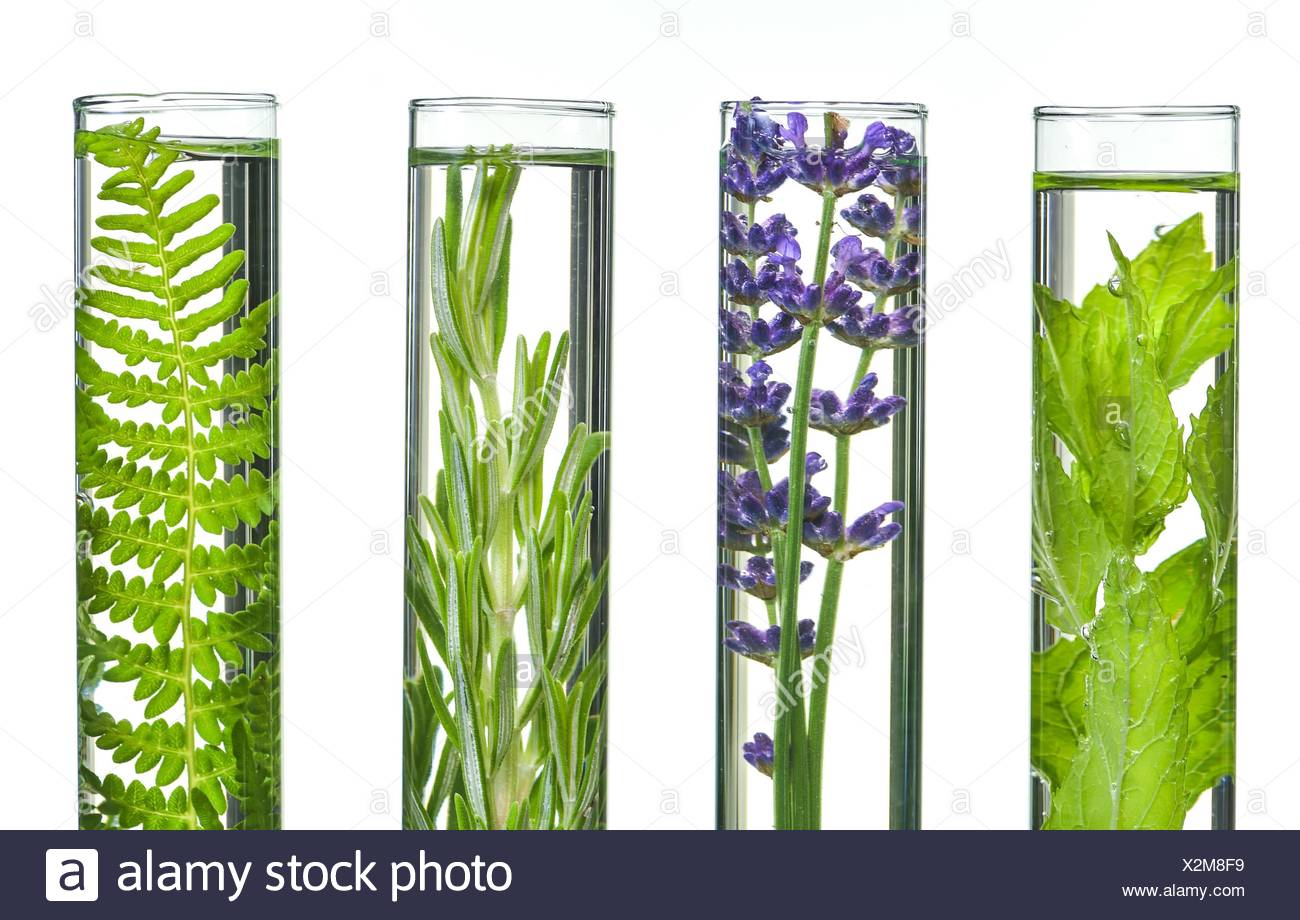 Fern Test High Resolution Stock Photography and Images - Alamy