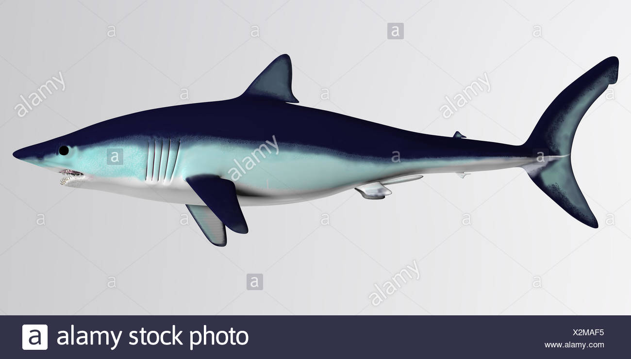 Mako Shark Fish High Resolution Stock Photography and Images - Alamy