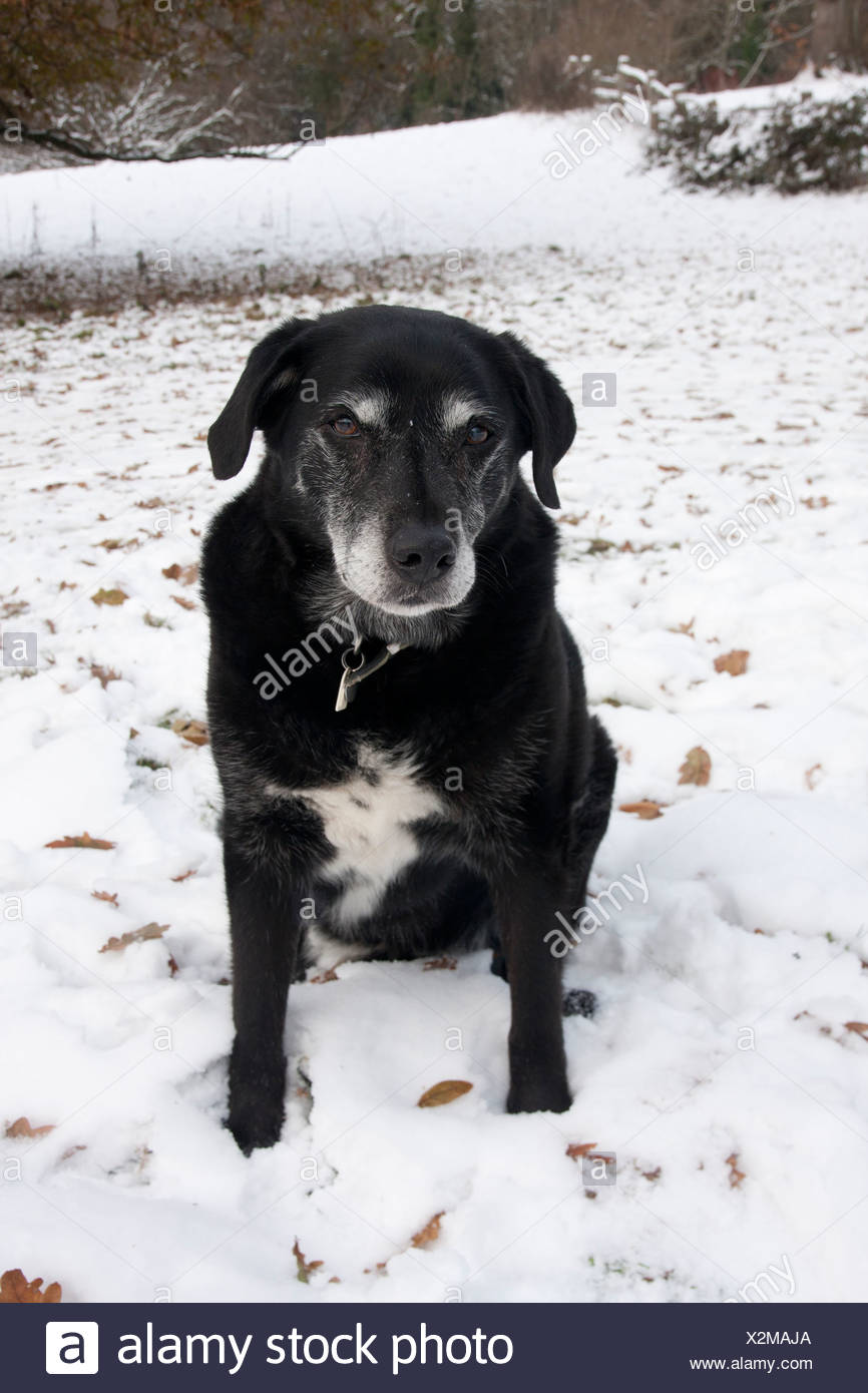 Old Fat Labrador High Resolution Stock Photography and Images - Alamy