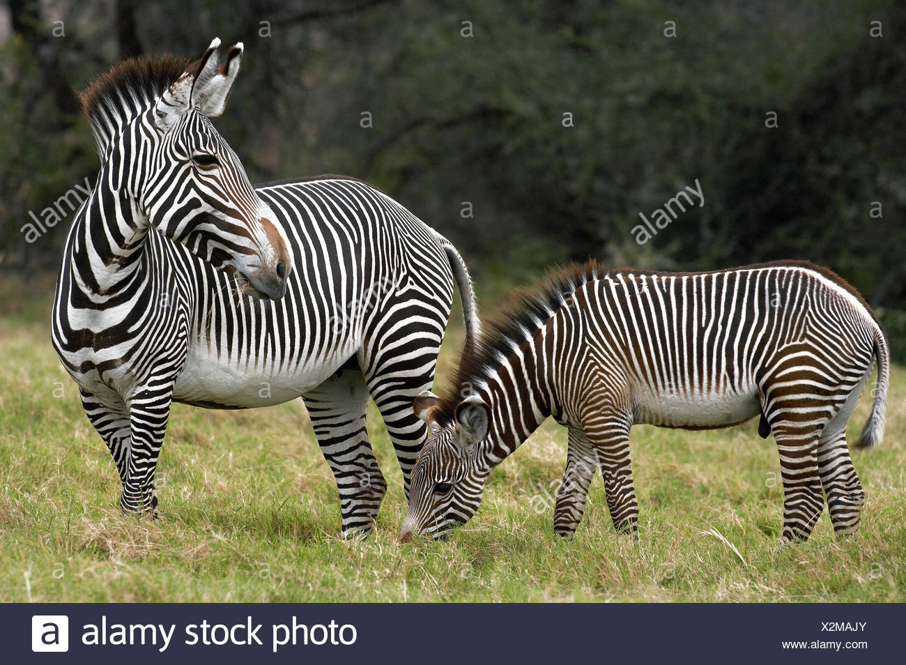 Grevys Zebra Equus Grevyi Female High Resolution Stock Photography and ...