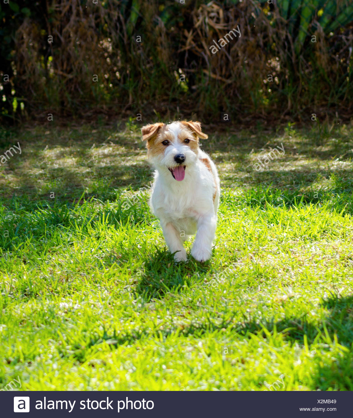 Rough Coated Jack Russell High Resolution Stock Photography and Images ...