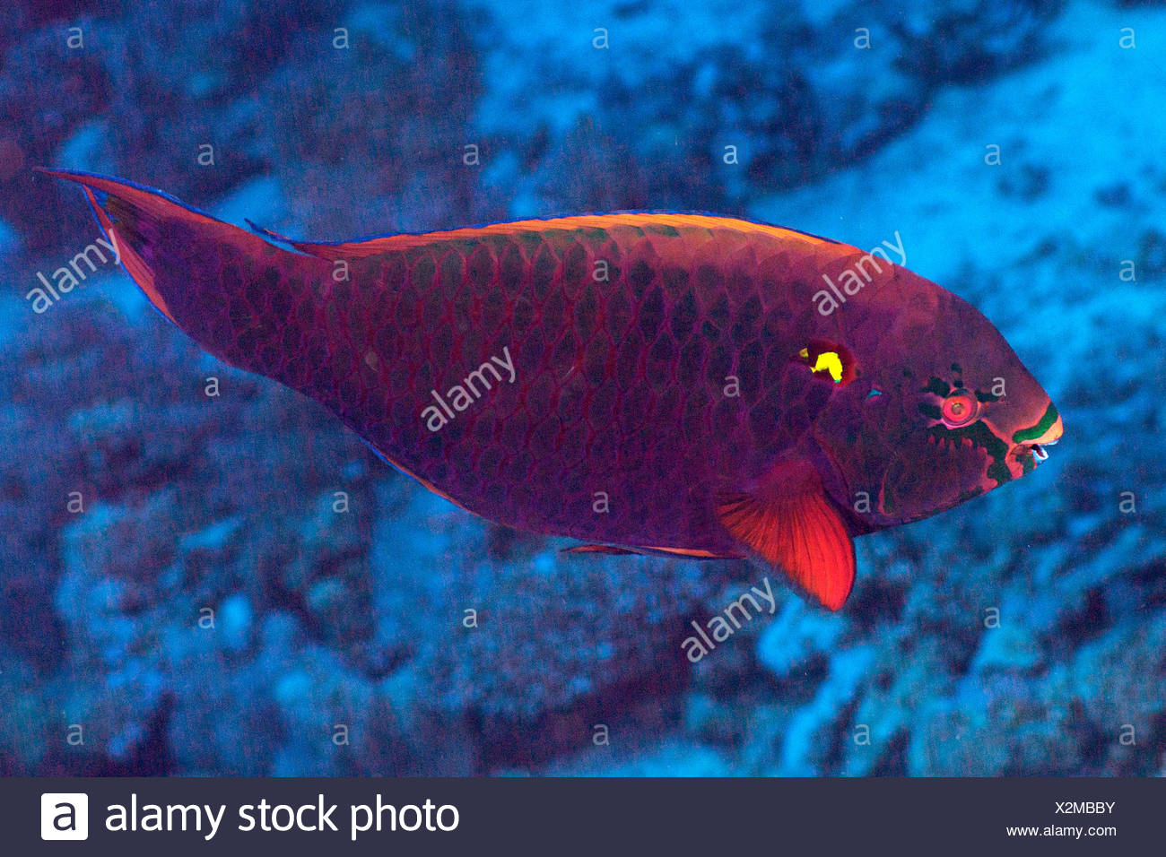Black Parrotfish High Resolution Stock Photography and Images - Alamy