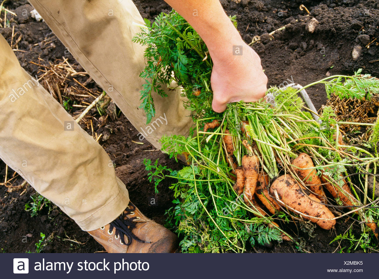 Carrot Field Stock Photos & Carrot Field Stock Images - Alamy