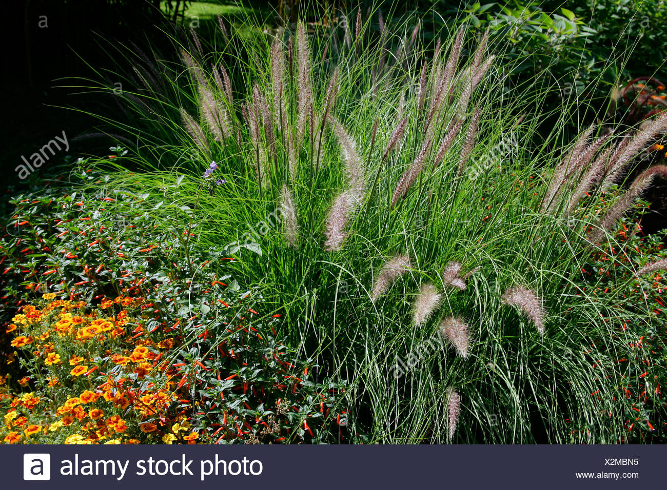 Pflanzenfoto High Resolution Stock Photography and Images - Alamy