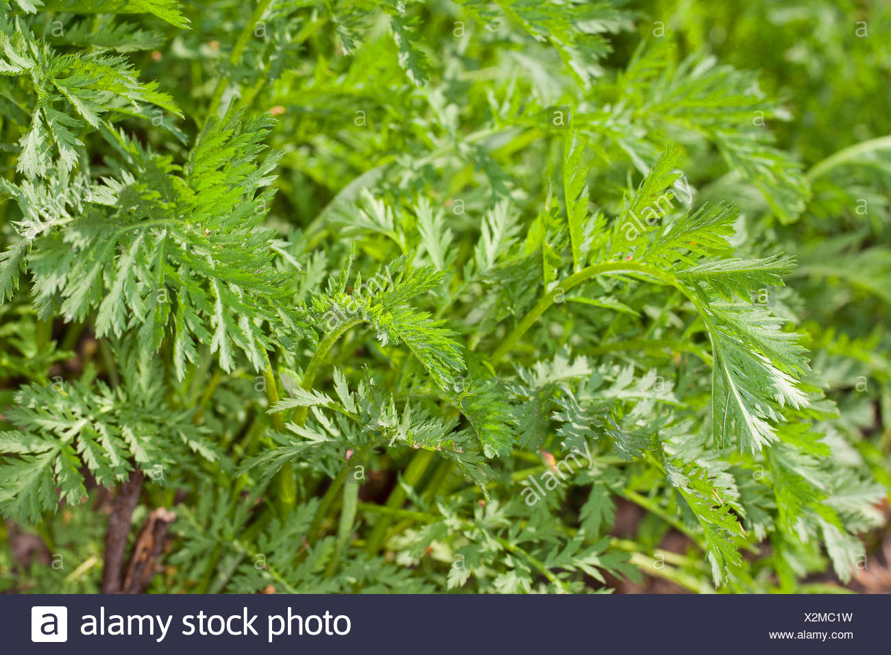 Common Tansy Tanacetum Vulgare Chrysanthemum High Resolution Stock ...