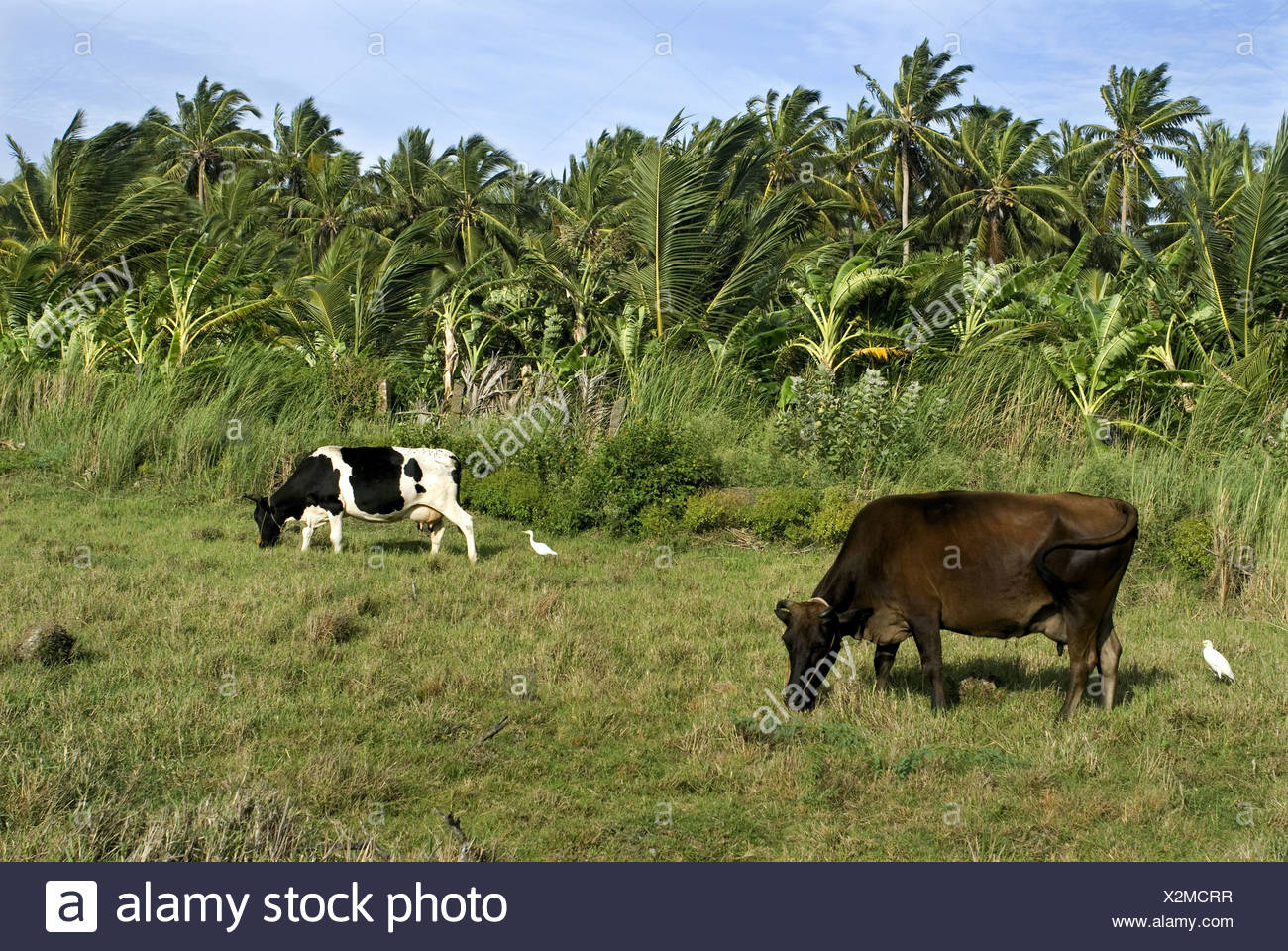 Cows In Coconut Plantation High Resolution Stock Photography and Images ...