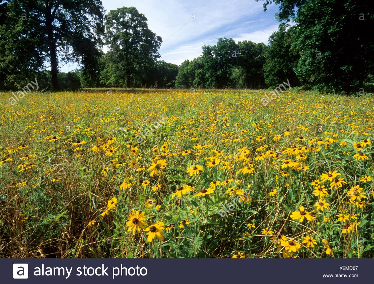 Wildflower Field High Resolution Stock Photography and Images - Alamy