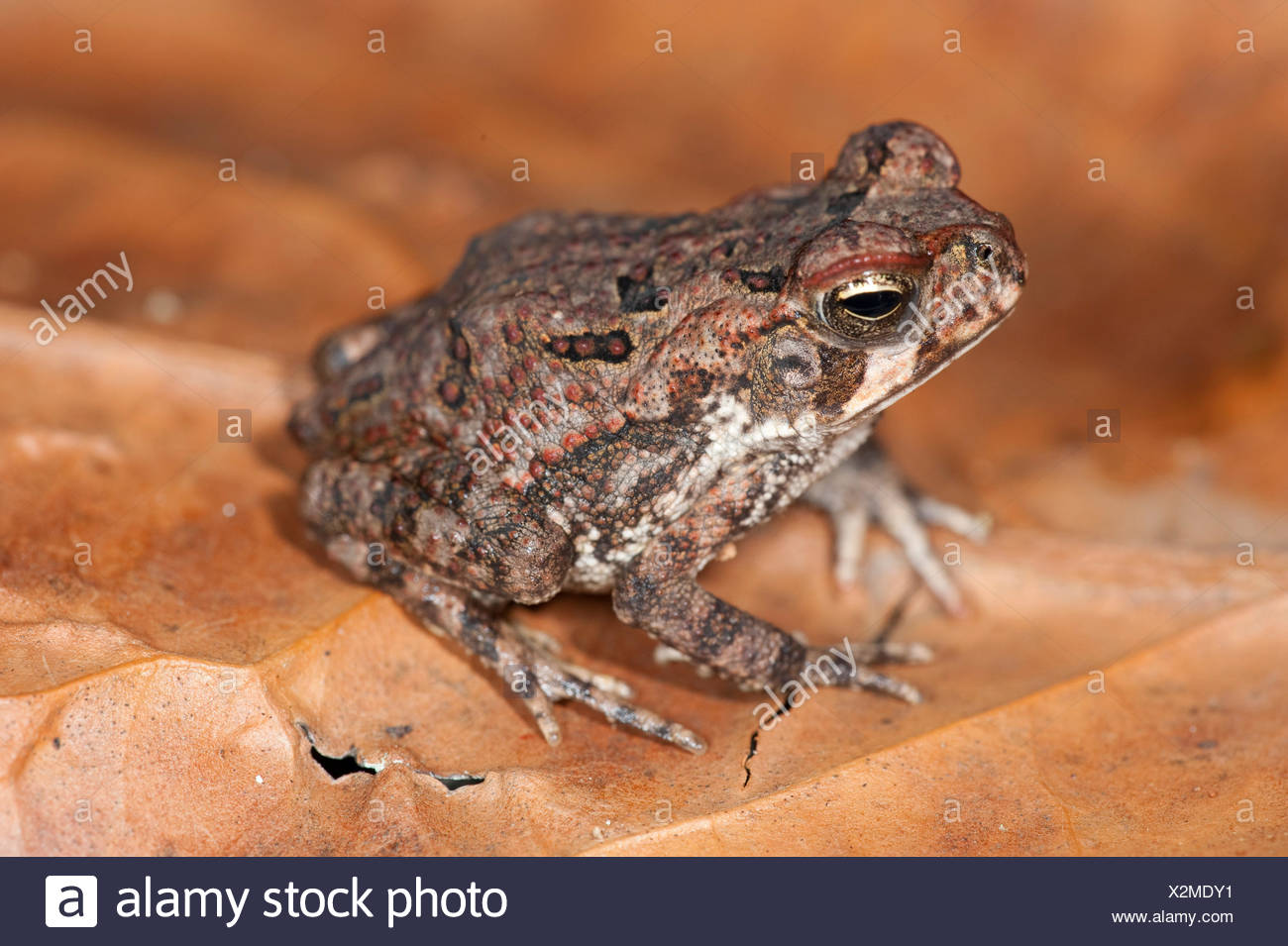 Juvenile Toad High Resolution Stock Photography and Images - Alamy