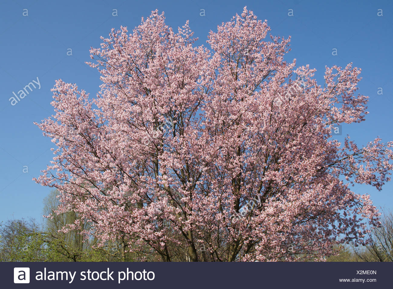 Sargents Cherry Tree High Resolution Stock Photography and Images - Alamy