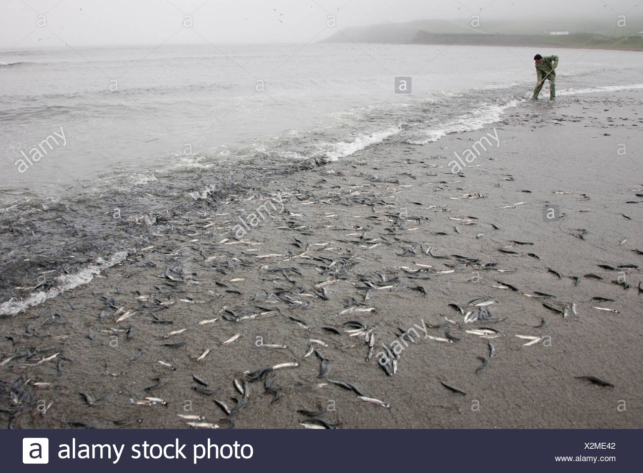 Capelin Stock Photos & Capelin Stock Images - Alamy