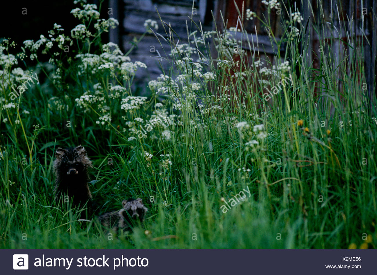 Two Raccoon High Resolution Stock Photography and Images - Alamy