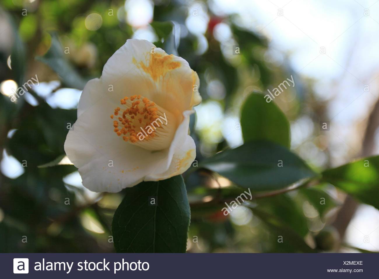 White Camellia Plant Stock Photos & White Camellia Plant Stock Images ...