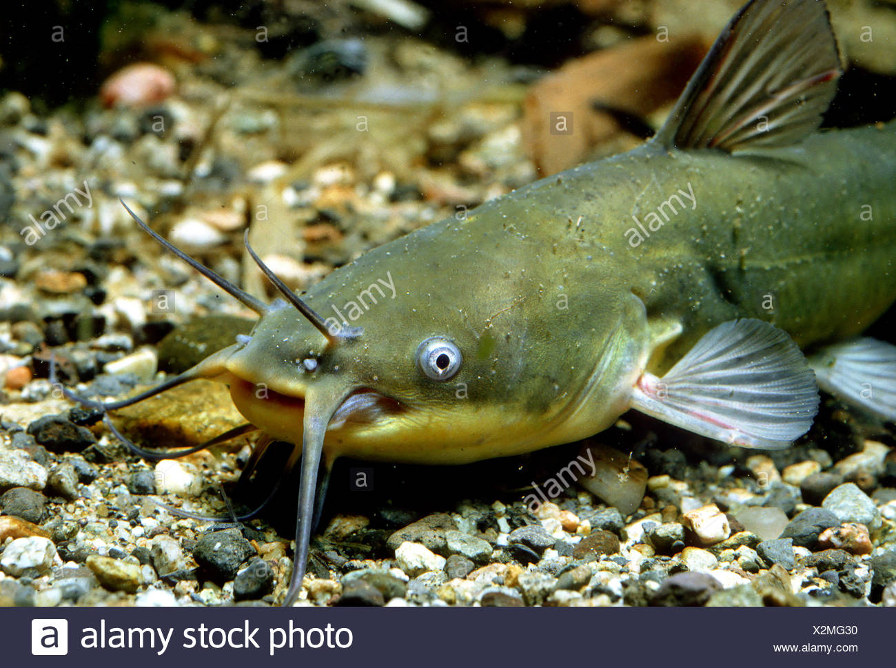 Bullhead Catfish High Resolution Stock Photography and Images - Alamy