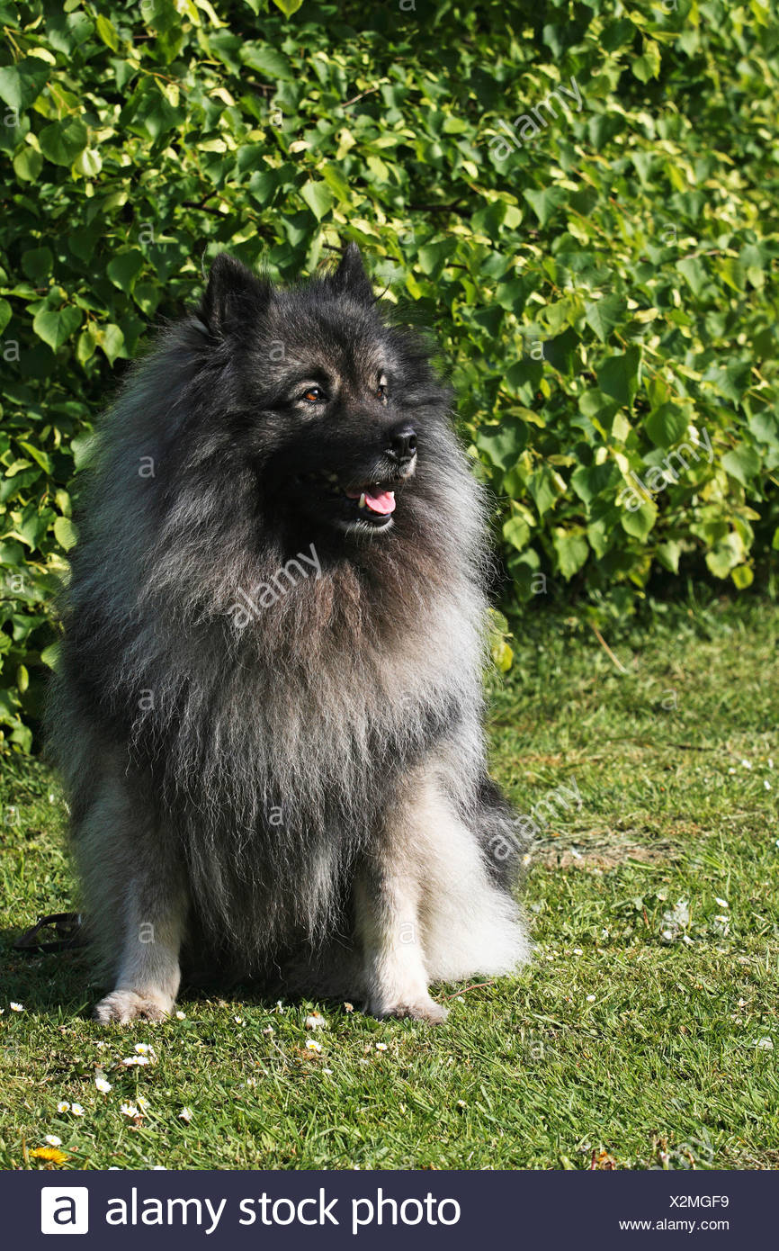 Keeshonden High Resolution Stock Photography and Images - Alamy