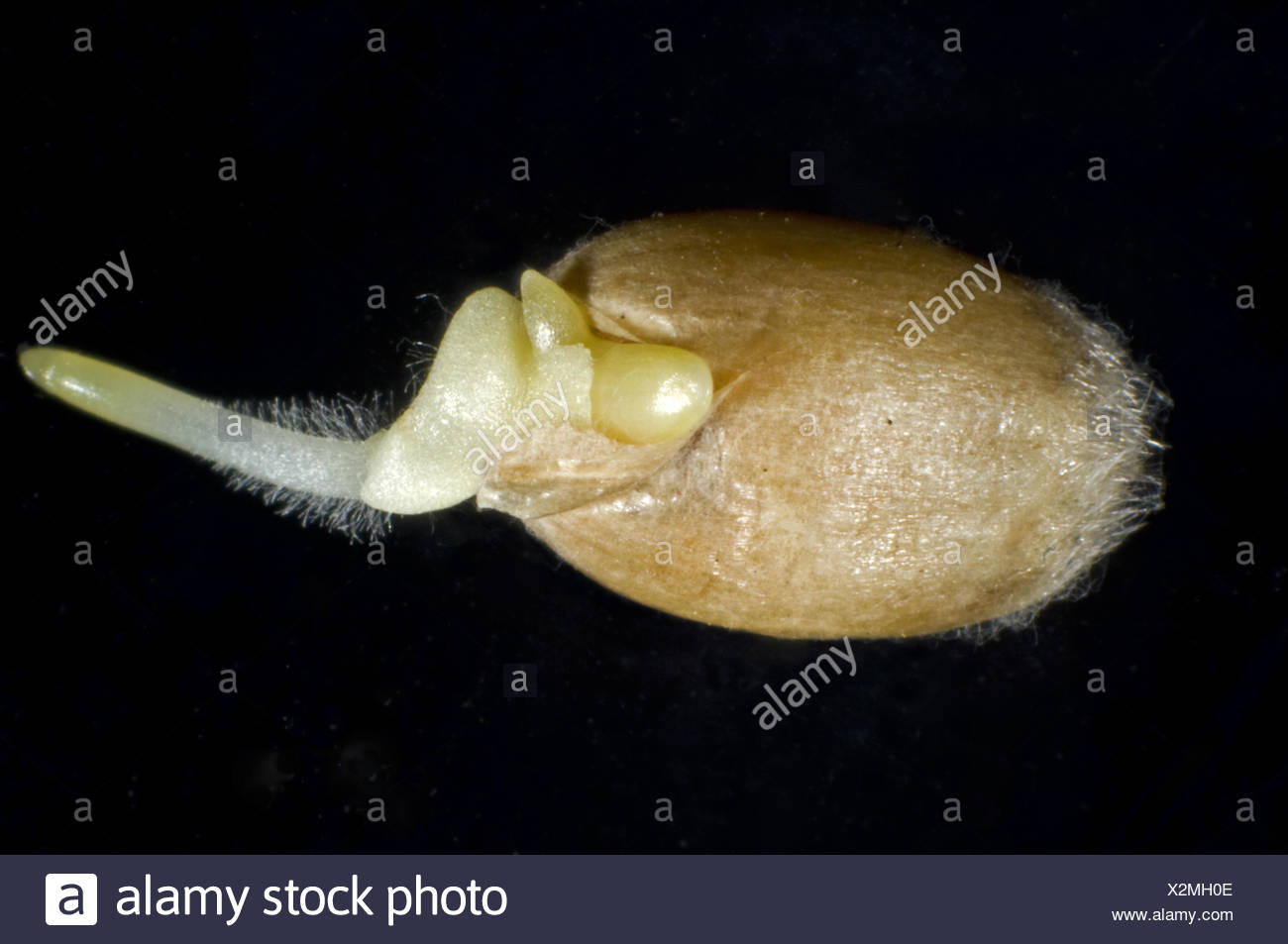 Radicula High Resolution Stock Photography and Images - Alamy
