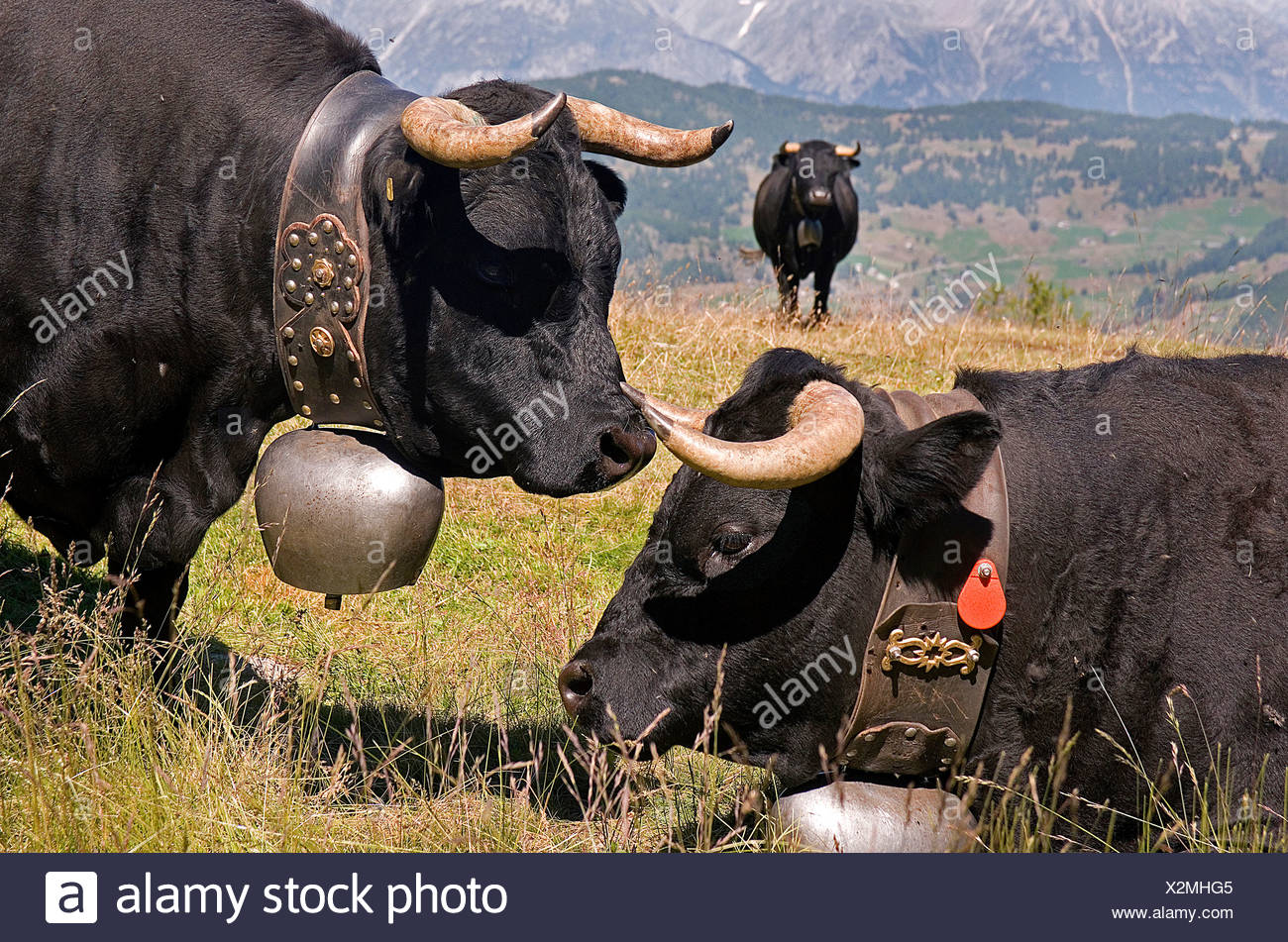 Herens Cattle High Resolution Stock Photography and Images - Alamy