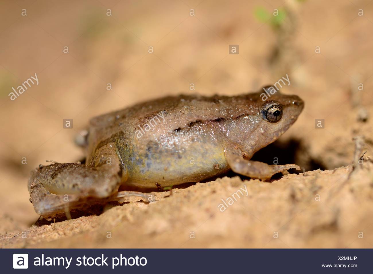 Rice Field Frog Stock Photos & Rice Field Frog Stock Images - Alamy