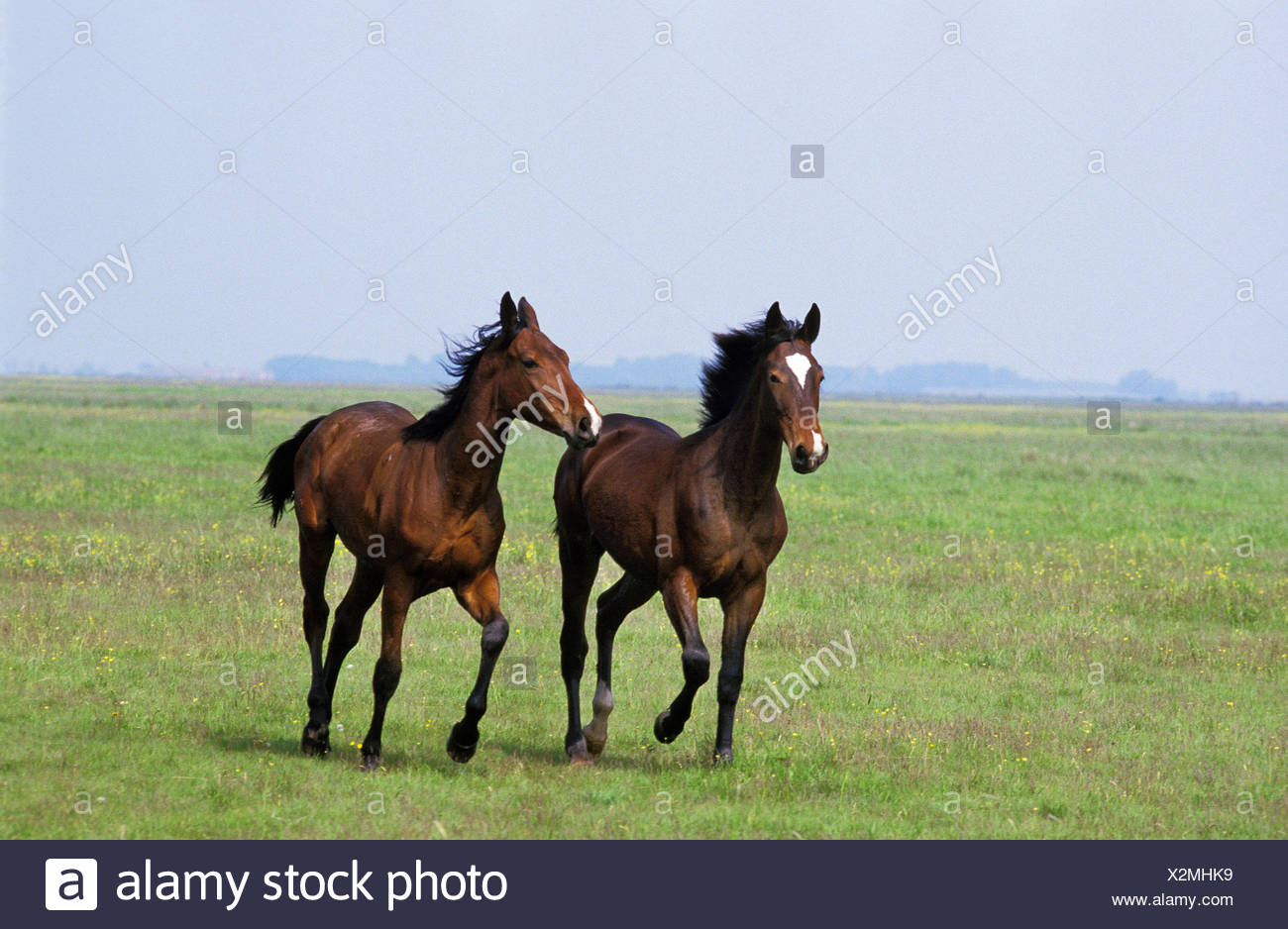 Nonius Horse High Resolution Stock Photography and Images - Alamy