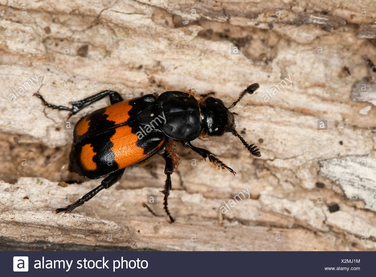 Necrophorus High Resolution Stock Photography and Images - Alamy