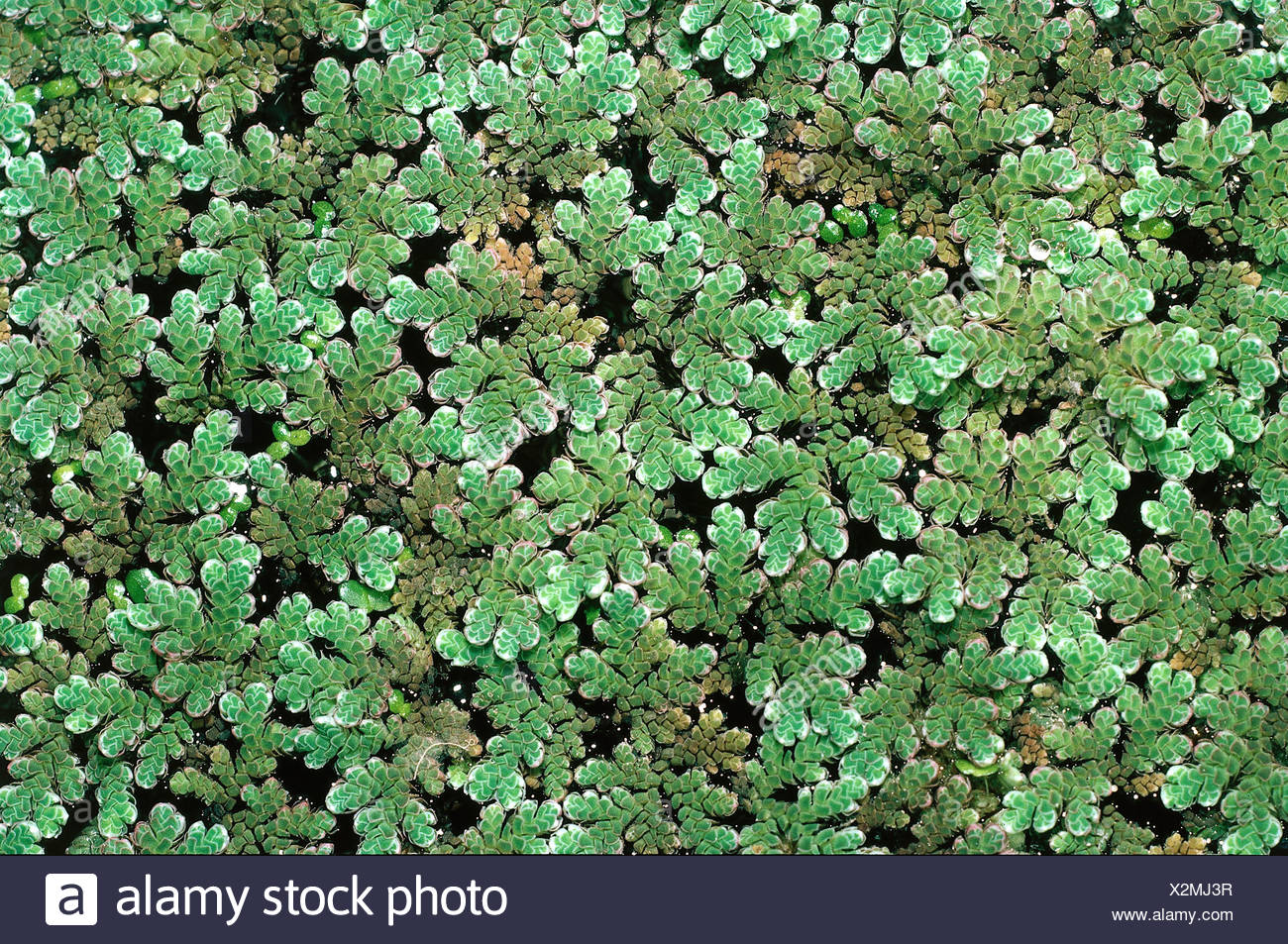 Azolla Water Fern High Resolution Stock Photography and Images - Alamy