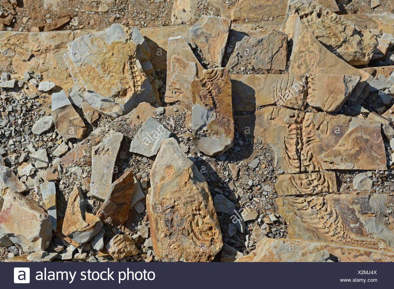 Mesosaurus Fossils High Resolution Stock Photography and Images - Alamy