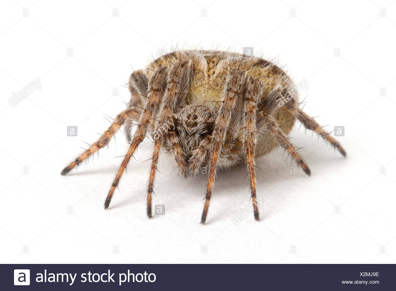 Sac Spider Stock Photos & Sac Spider Stock Images - Alamy