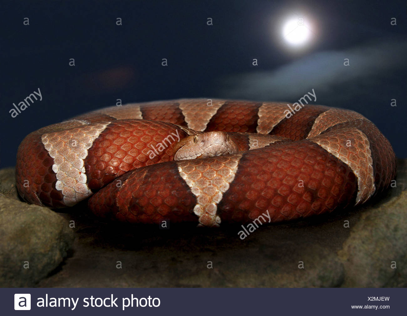 Copperhead Snake Close Up High Resolution Stock Photography and Images ...