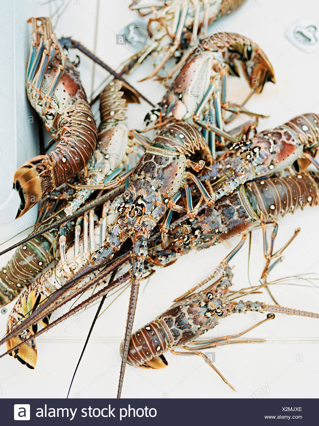 Spiny Lobsters High Resolution Stock Photography and Images - Alamy