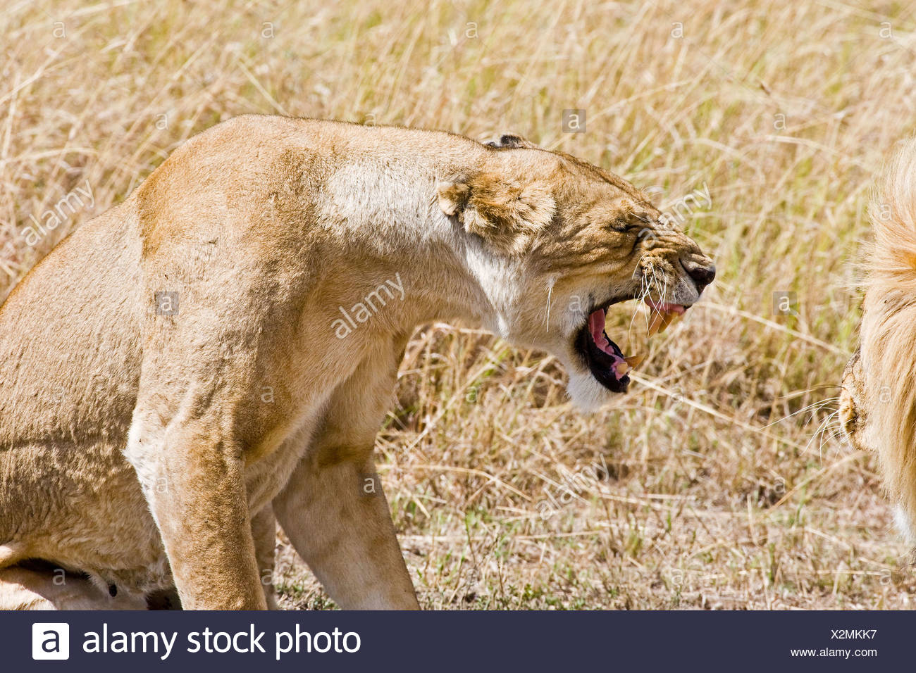 Lioness Side Profile Wild High Resolution Stock Photography and Images ...