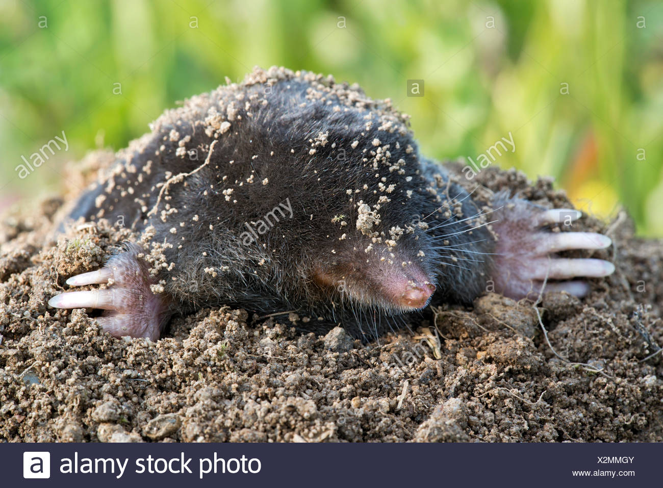 Mole Paw Stock Photos & Mole Paw Stock Images - Alamy