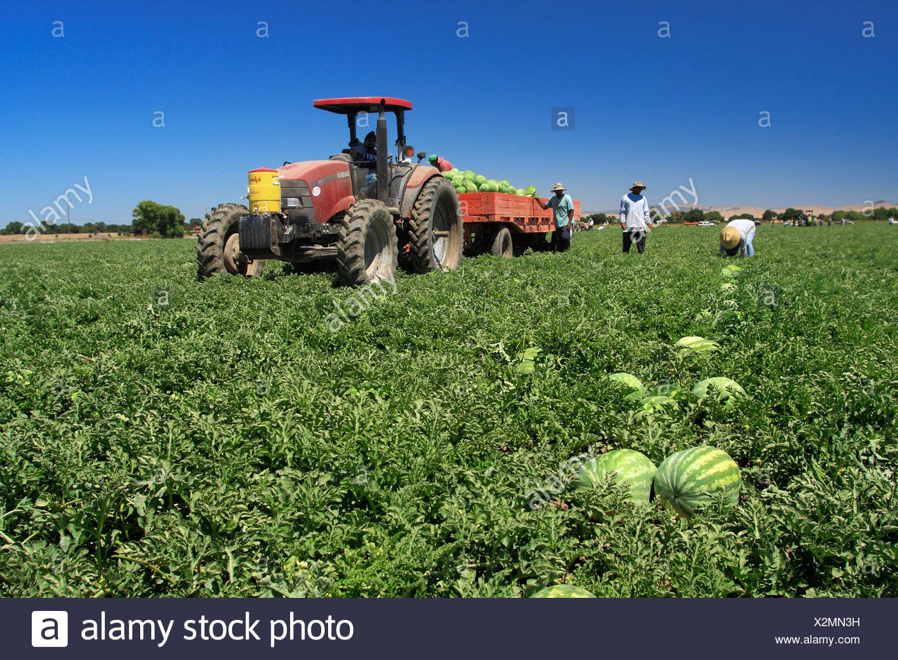 Watermelons Plant Farm Farming High Resolution Stock Photography and ...