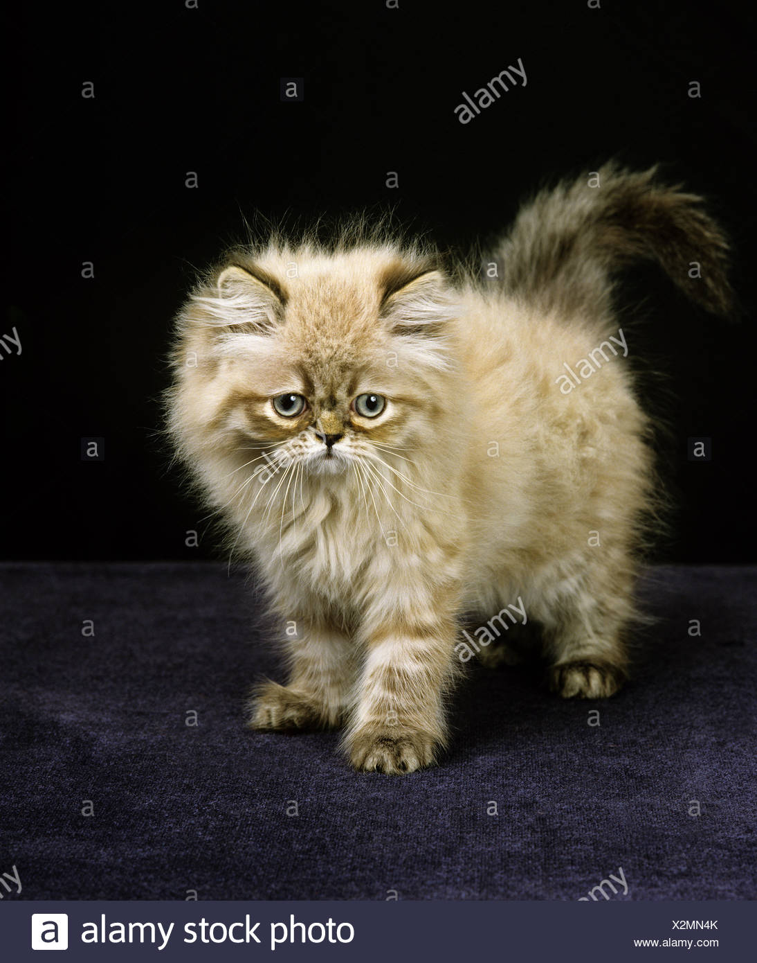 Colourpoint Seal Point Persian Domestic Cat High Resolution Stock ...