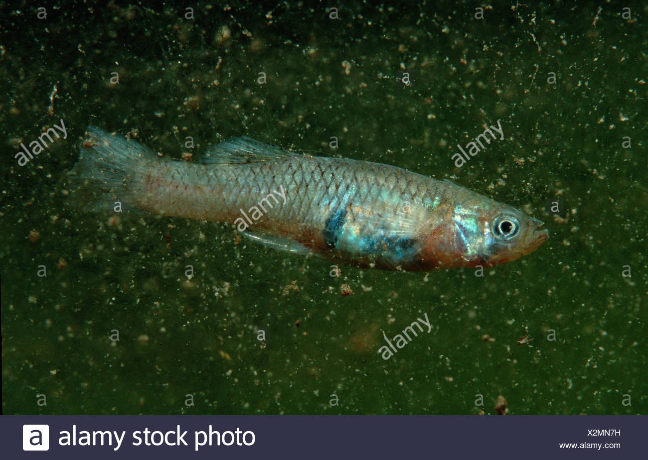 Mosquitofish High Resolution Stock Photography and Images - Alamy