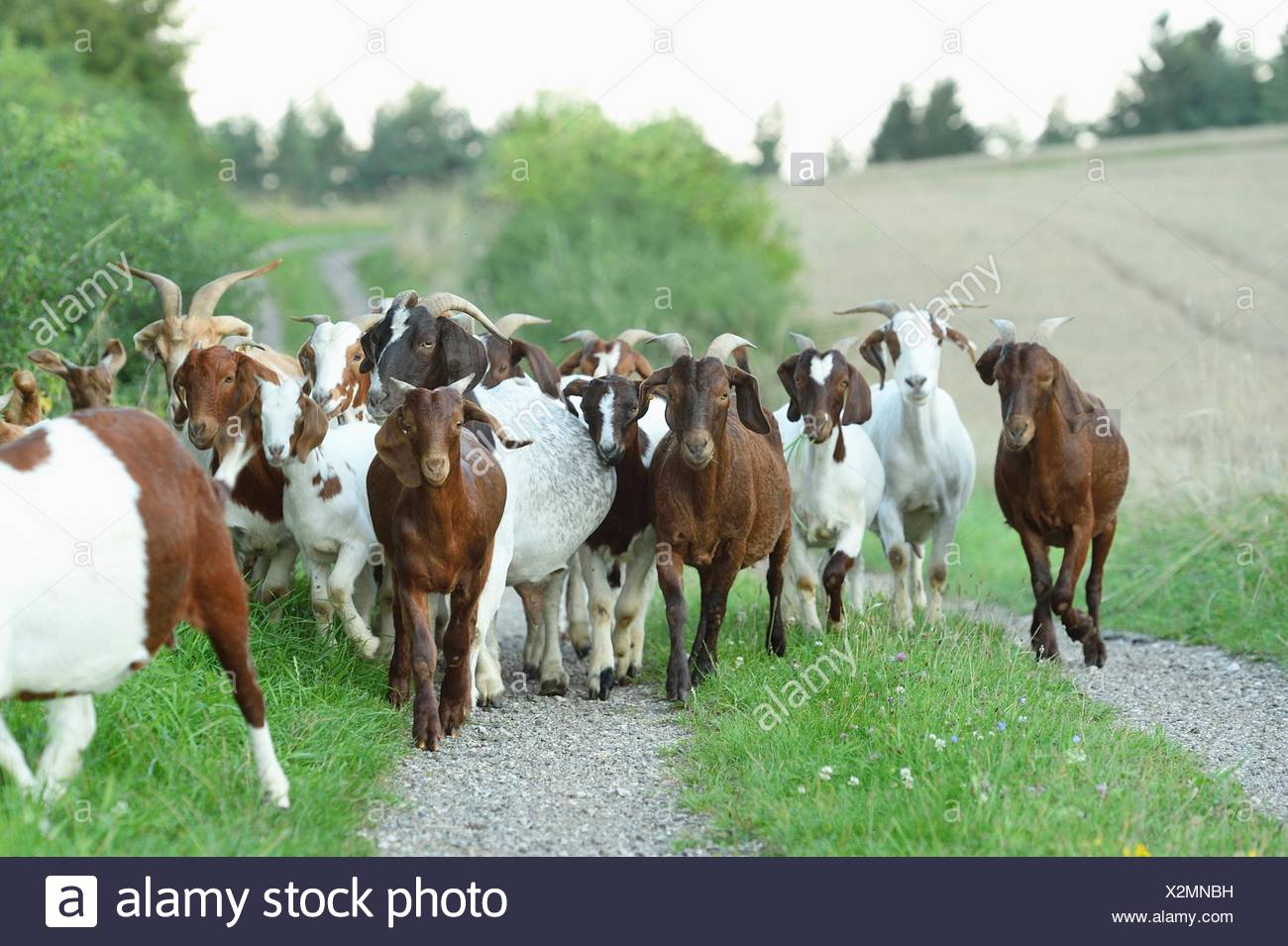 Group Of Goats Stock Photos & Group Of Goats Stock Images - Alamy