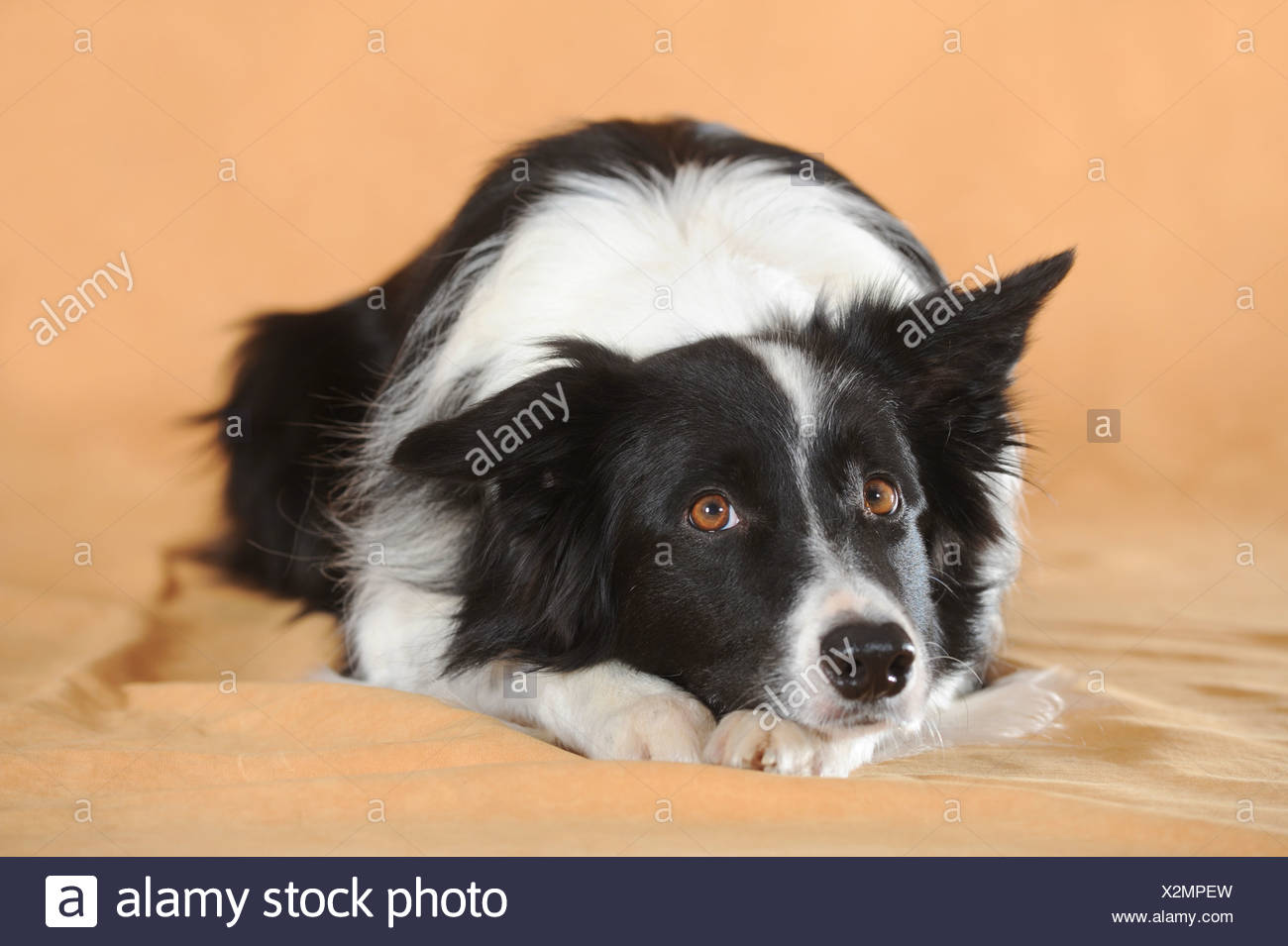 Border Collie Head High Resolution Stock Photography and Images - Alamy