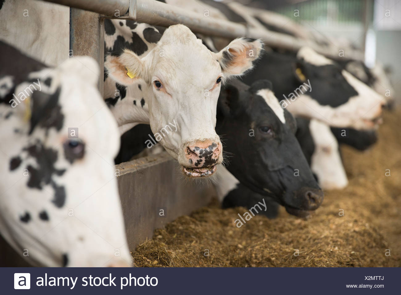 Cow Barn Stock Photos & Cow Barn Stock Images - Alamy