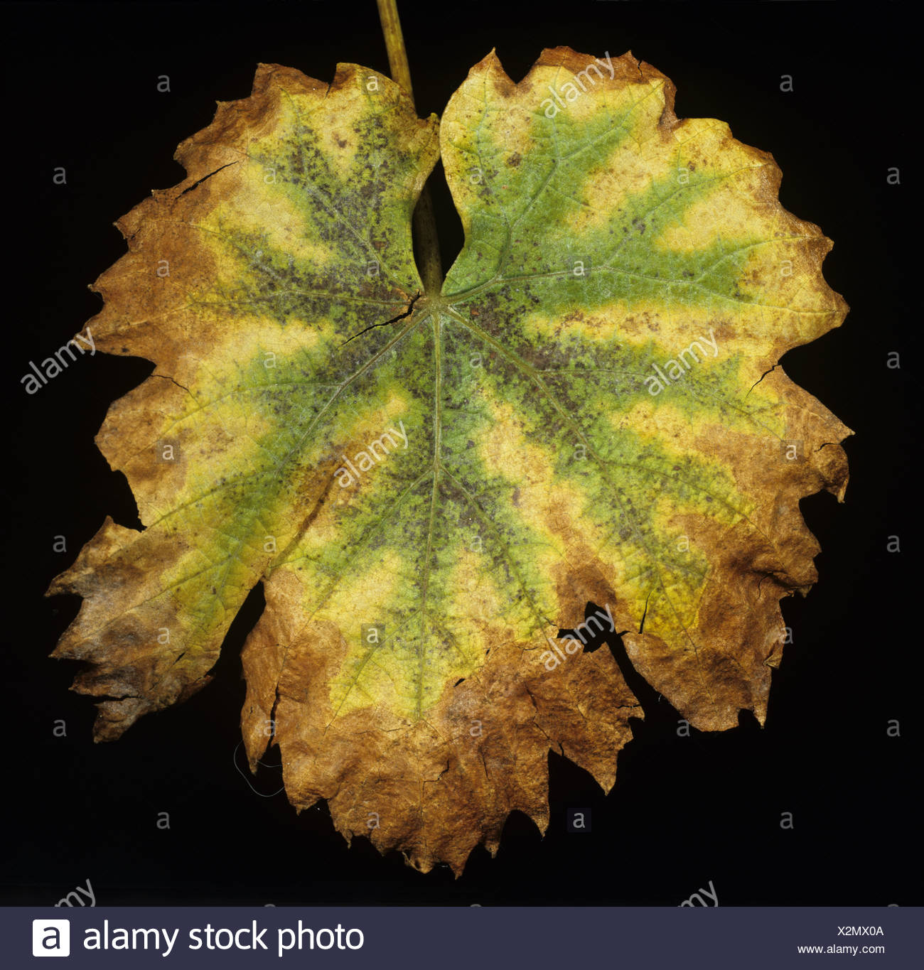 Leaf Margin Stock Photos & Leaf Margin Stock Images - Alamy