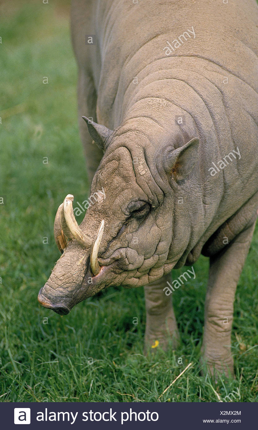 Babirusa Babyrousa Babyrussa High Resolution Stock Photography and ...