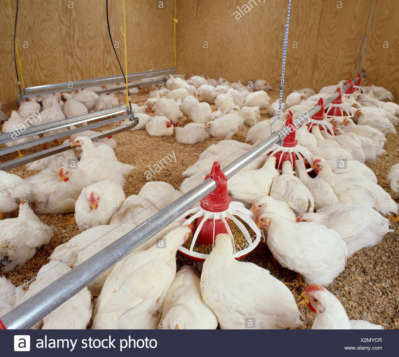 Hubbard Chicken High Resolution Stock Photography and Images - Alamy