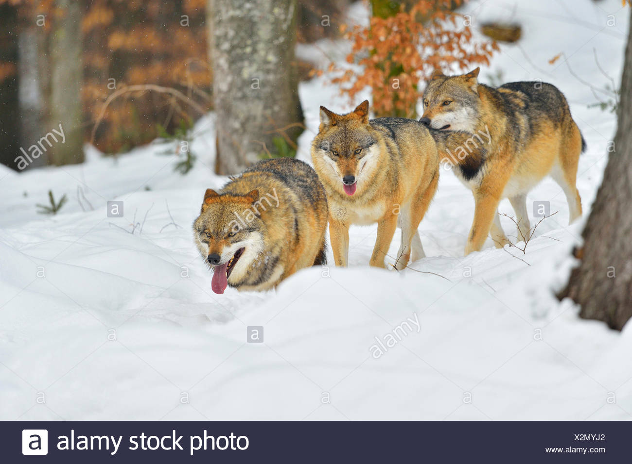 Wolves Snow Stock Photos & Wolves Snow Stock Images - Alamy