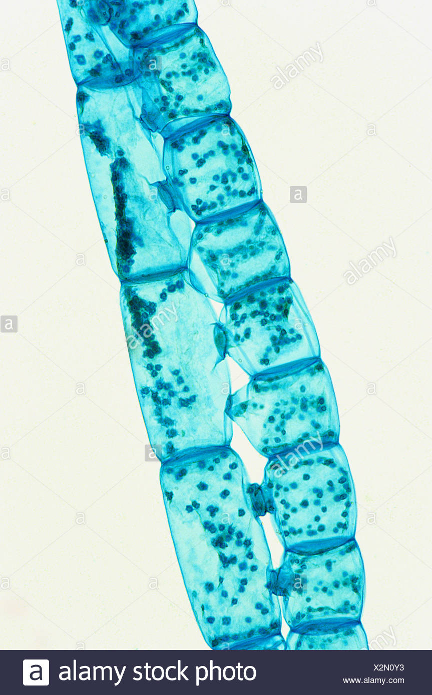 Filamentous Alga High Resolution Stock Photography and Images - Alamy