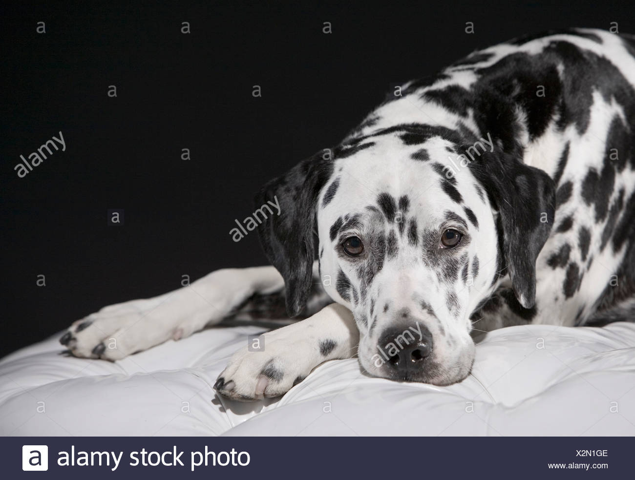 Dalmatian Dog Portrait High Resolution Stock Photography and Images - Alamy