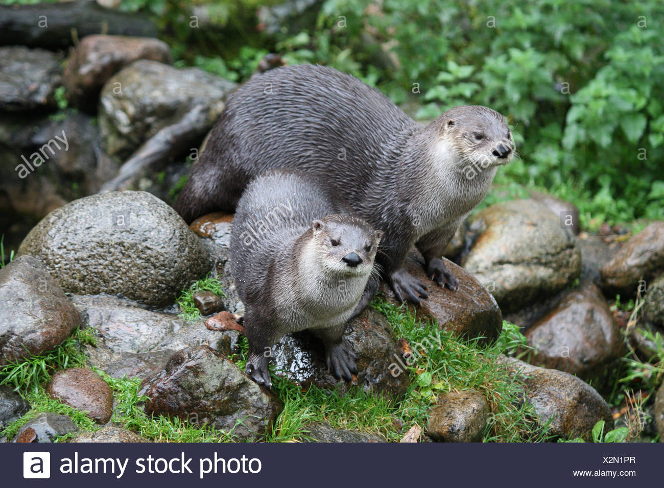 Otter Scotland High Resolution Stock Photography and Images - Alamy