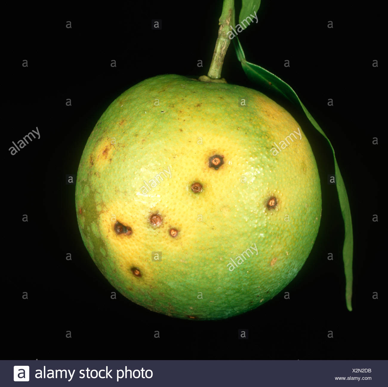 Guignardia Stock Photos & Guignardia Stock Images - Alamy
