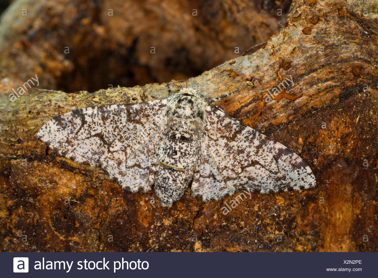 Peppered Moths High Resolution Stock Photography and Images - Alamy
